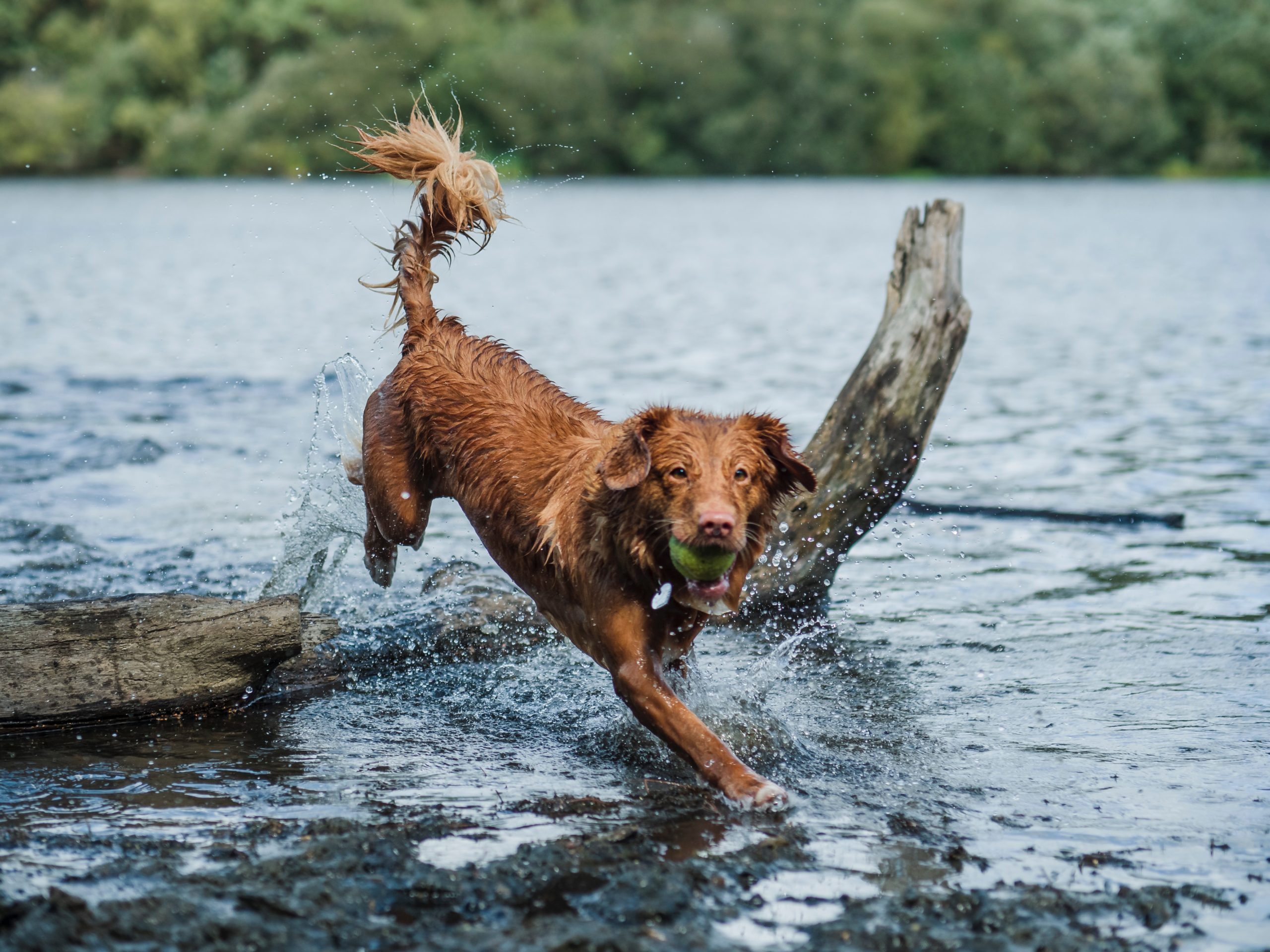 Common Waterborne Pet Parasites – Temple Heights Animal Hospital