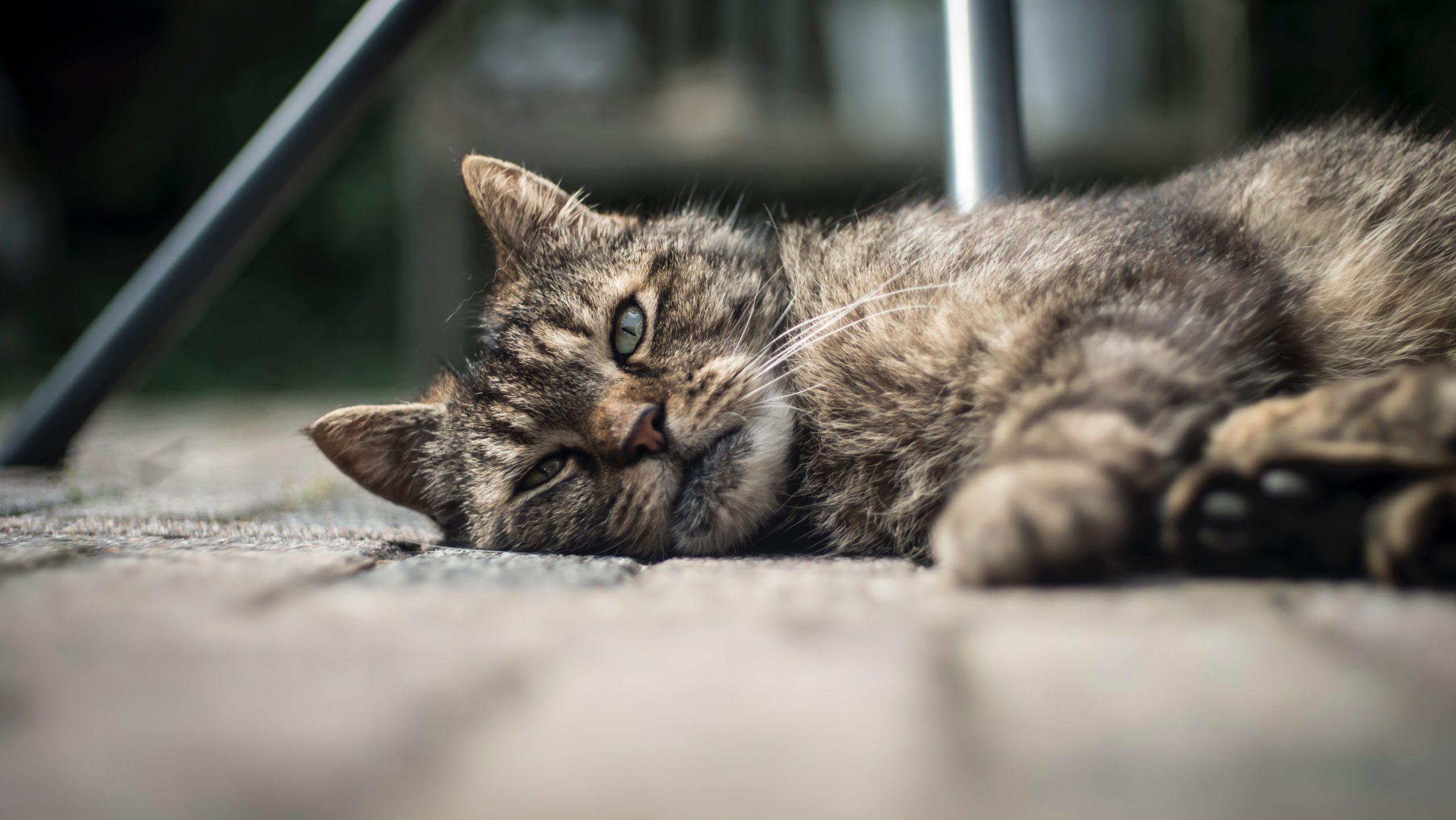 Common Behavior Problems in Senior Pets – Temple Heights Animal Hospital